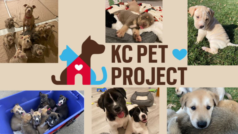 KC Oasis Volunteers at KC Pet Project - Kansas City Oasis